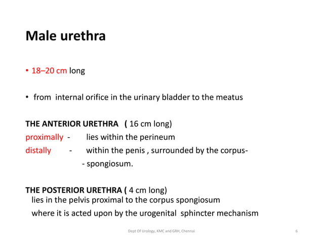 Urethra anatomy 1 | PDF | Sexual Health | Diseases and Conditions