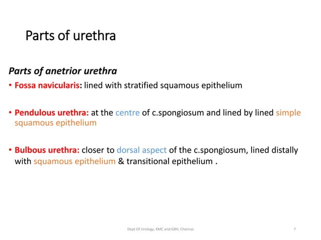 Urethra anatomy 1 | PDF | Sexual Health | Diseases and Conditions