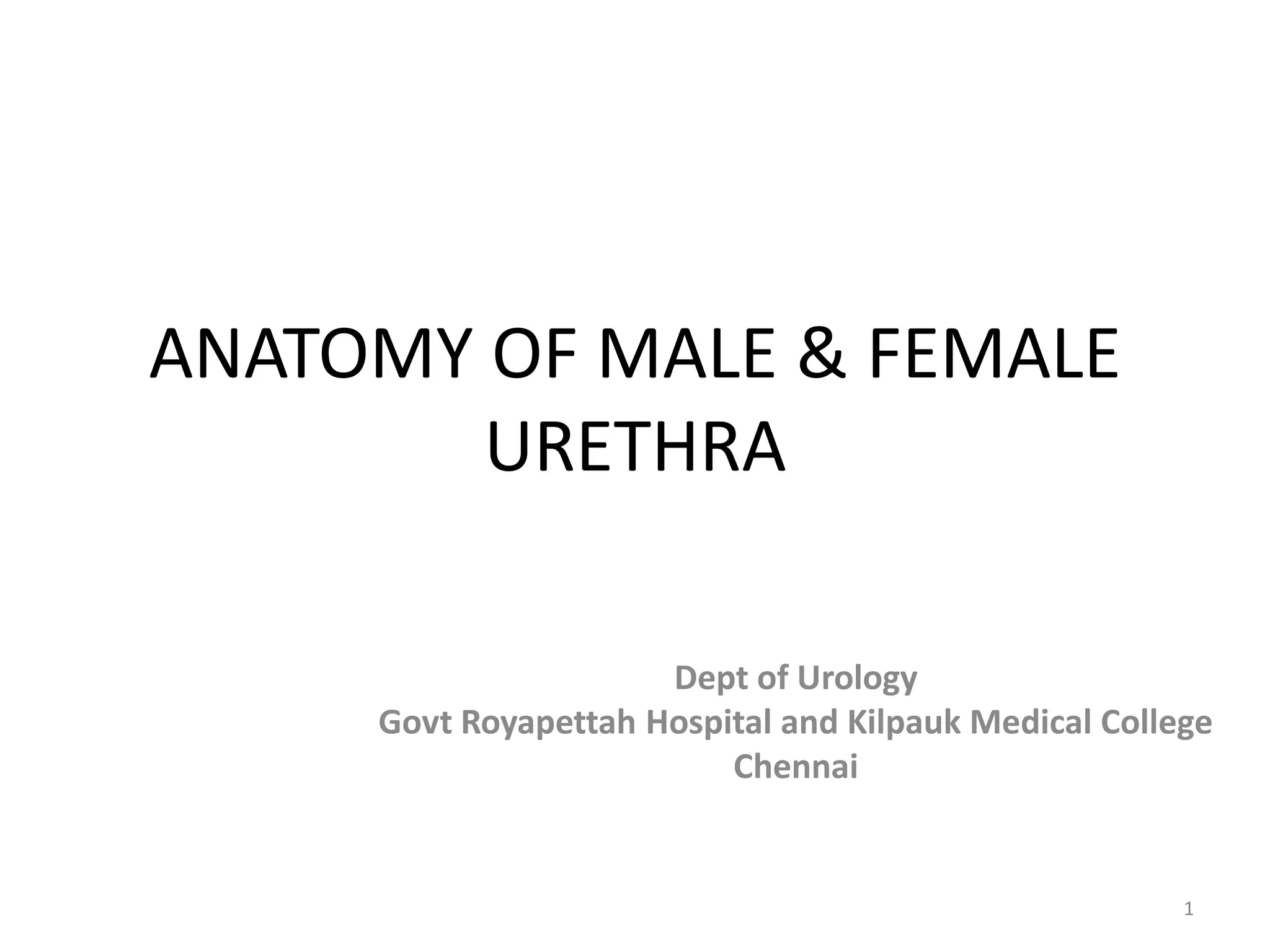 Urethra anatomy 2 | PDF