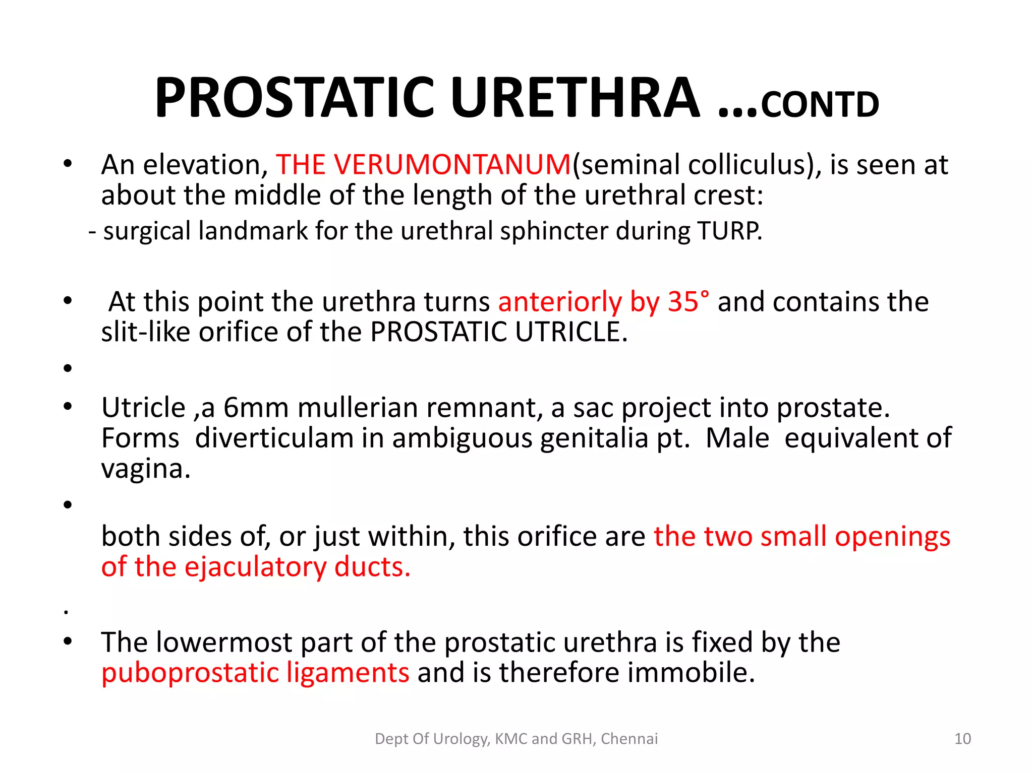 Urethra anatomy 2 | PDF