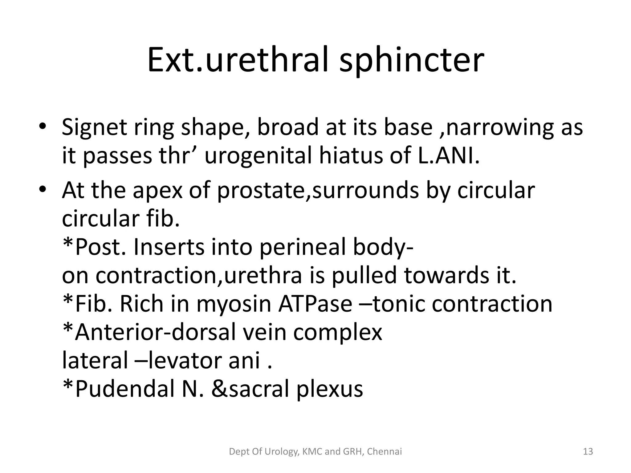 Urethra anatomy 2 | PDF