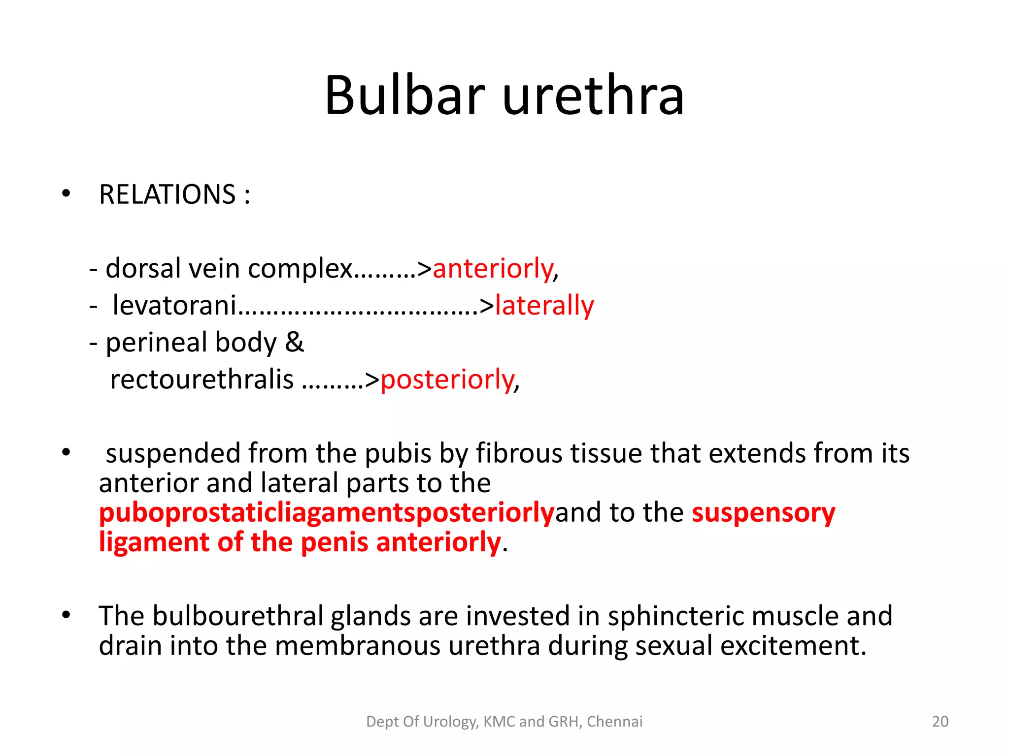 Urethra anatomy 2 | PDF