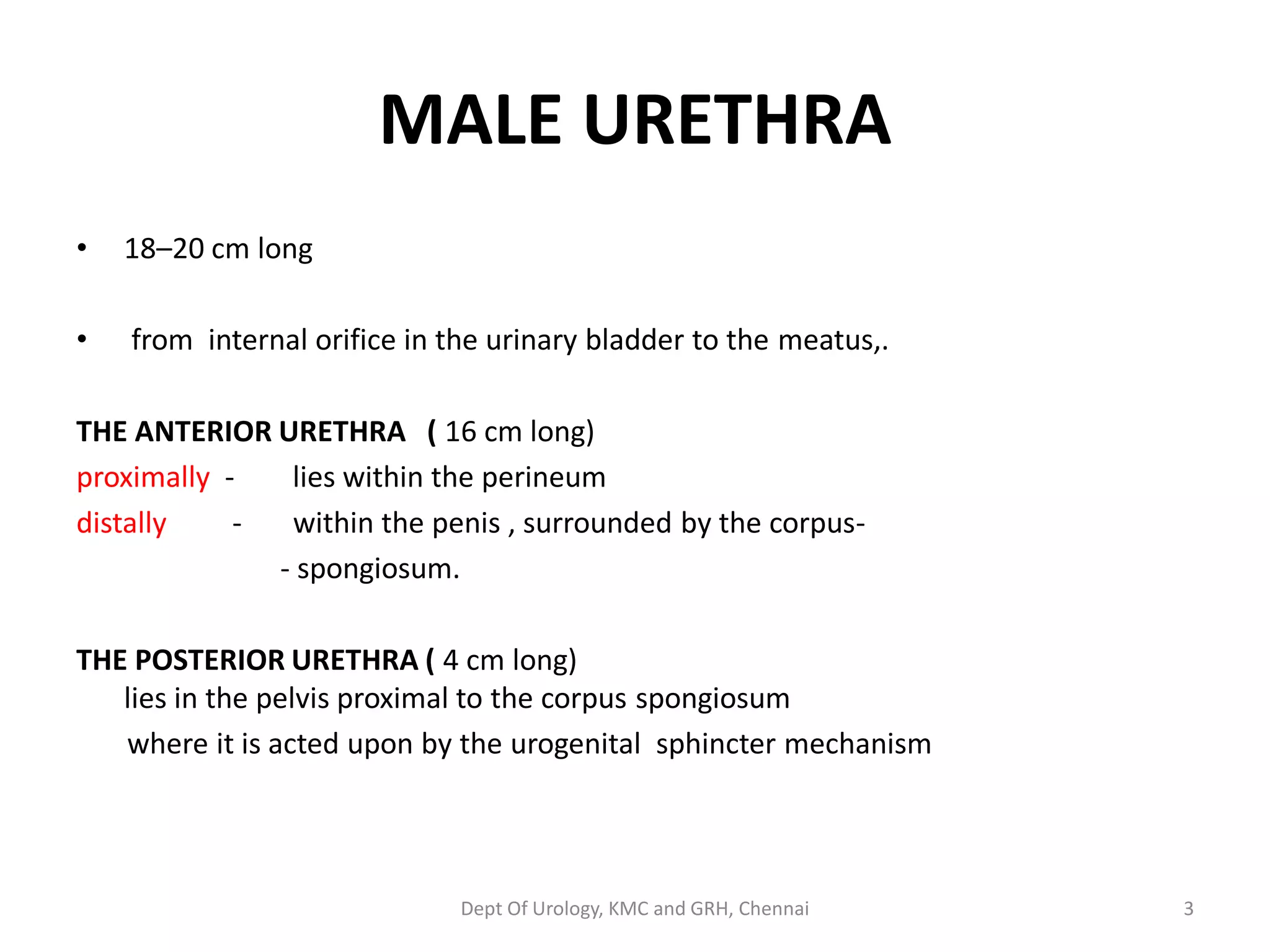 Urethra anatomy 2 | PDF | Sexual Health | Diseases and Conditions