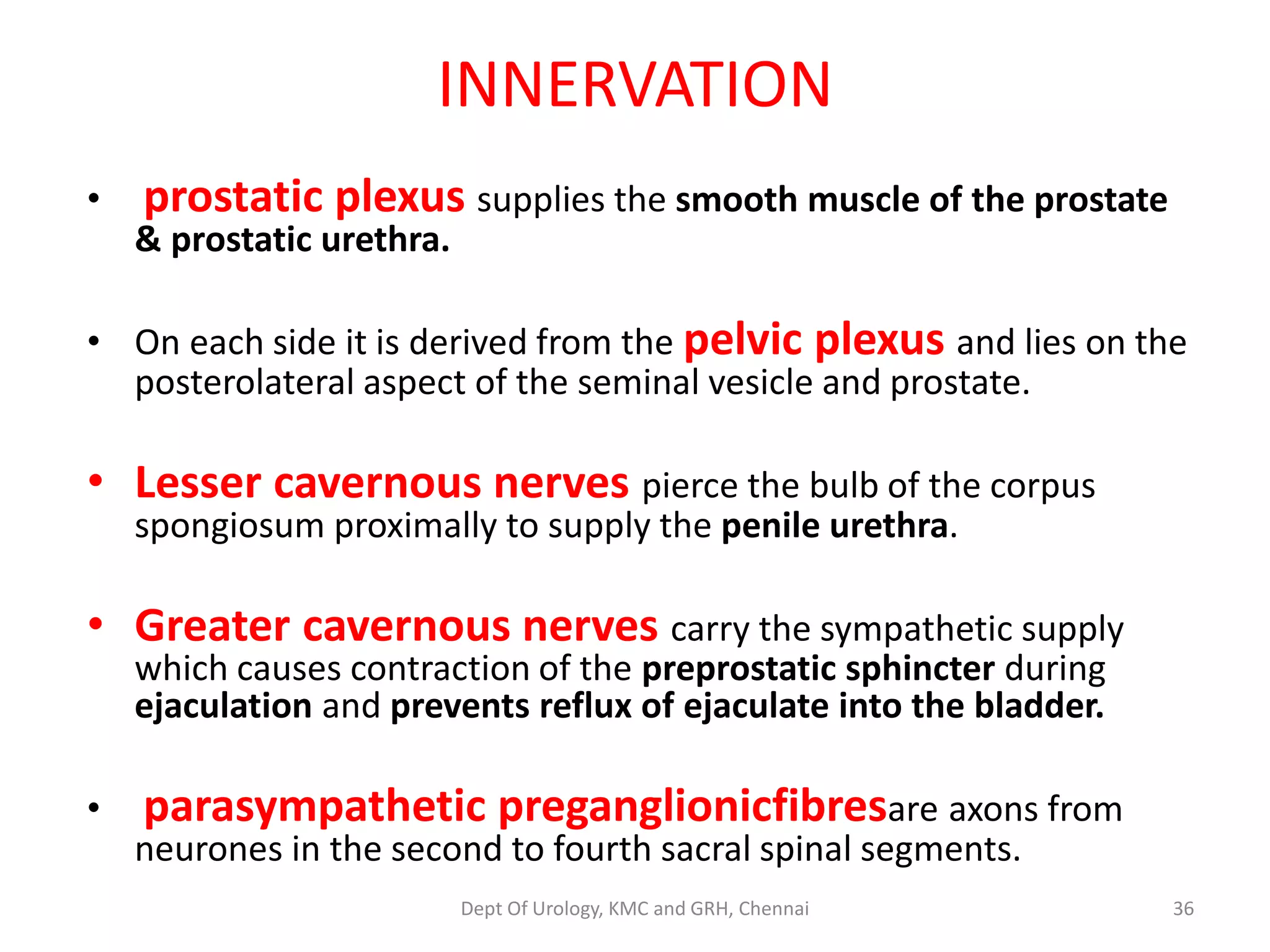 Urethra anatomy 2 | PDF