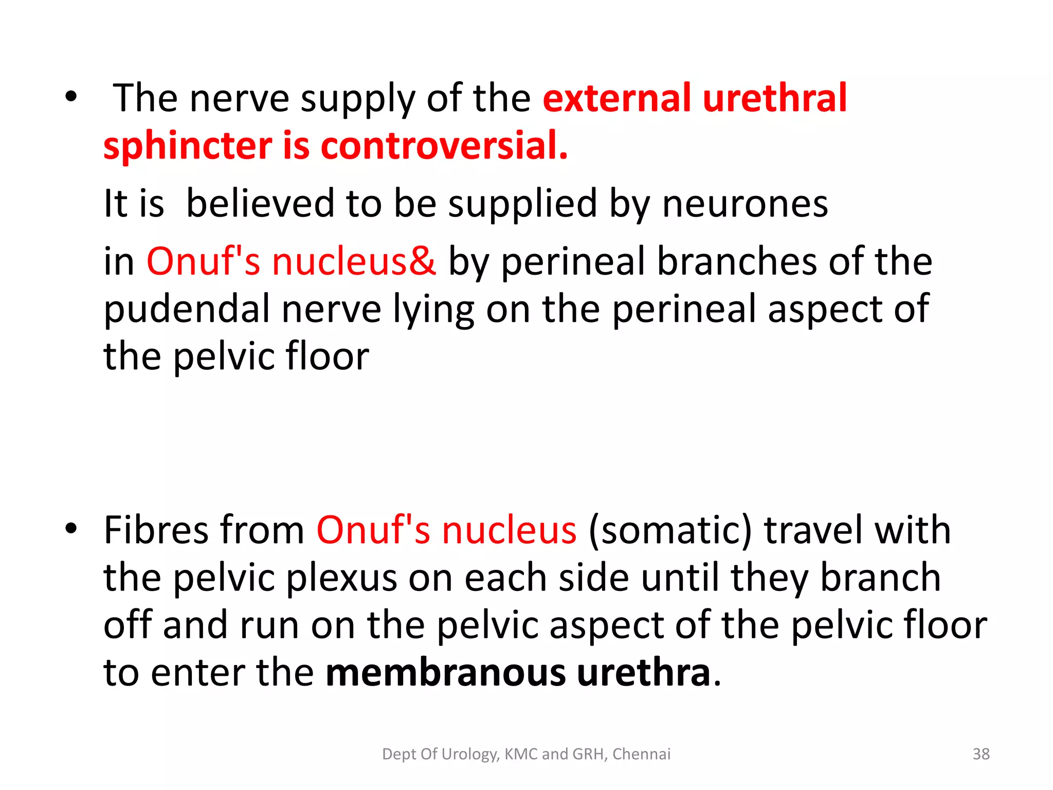 Urethra anatomy 2 | PDF