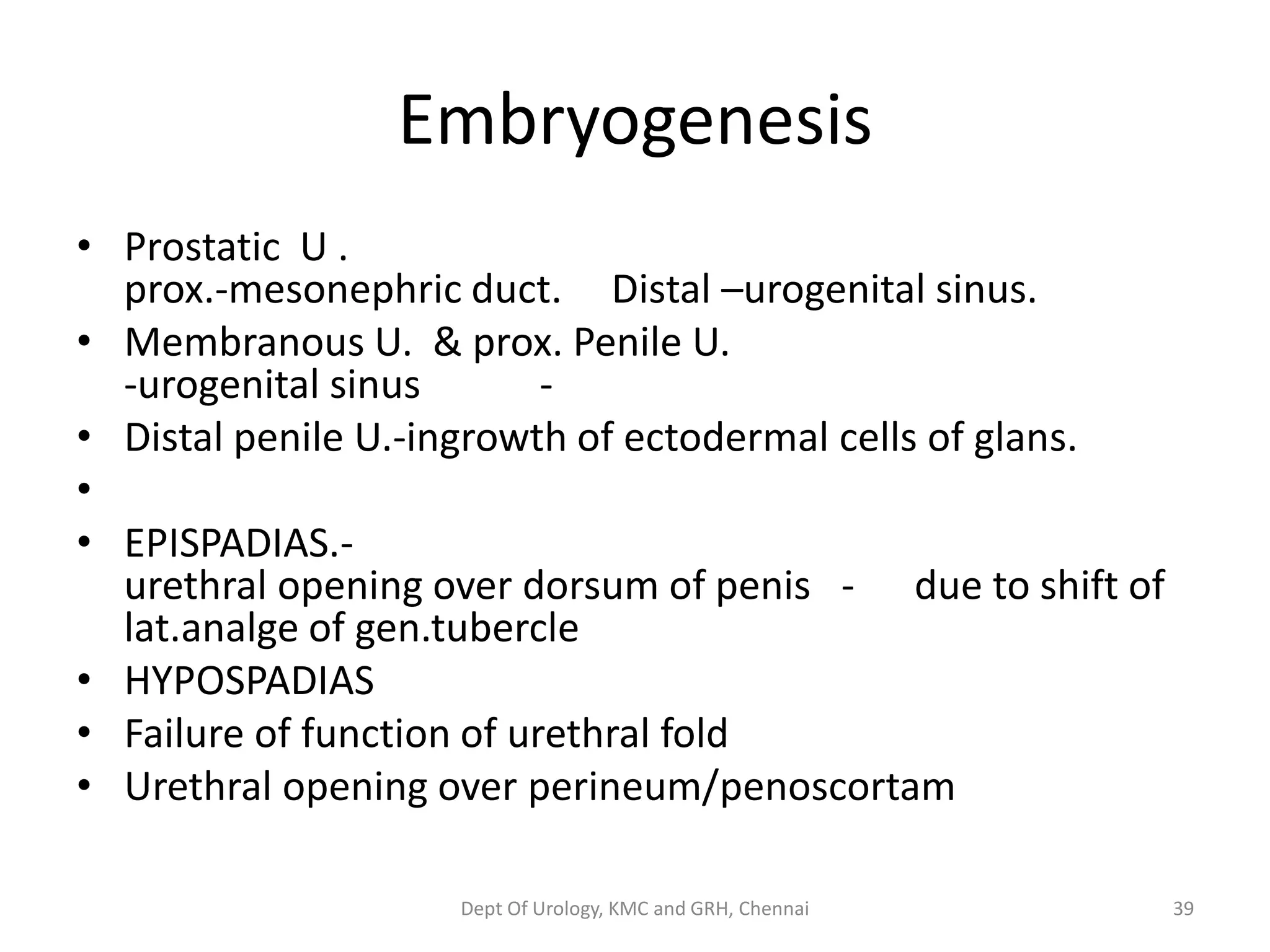 Urethra anatomy 2 | PDF