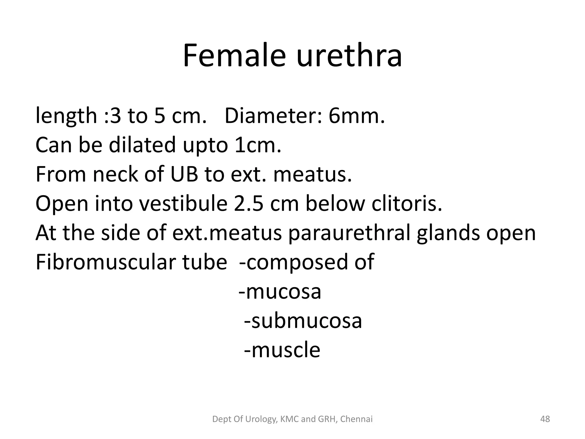 Urethra anatomy 2 | PDF