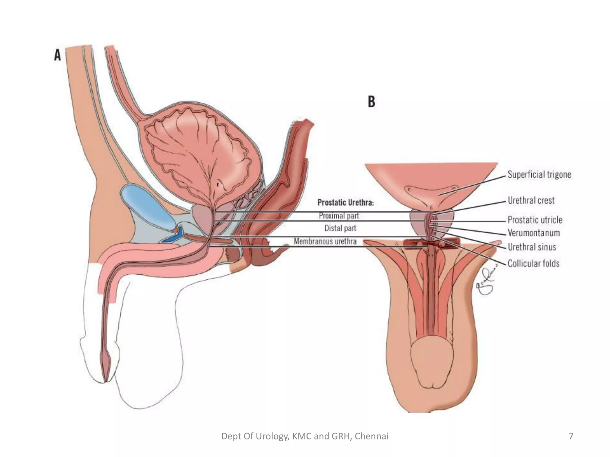 Urethra anatomy 2 | PDF