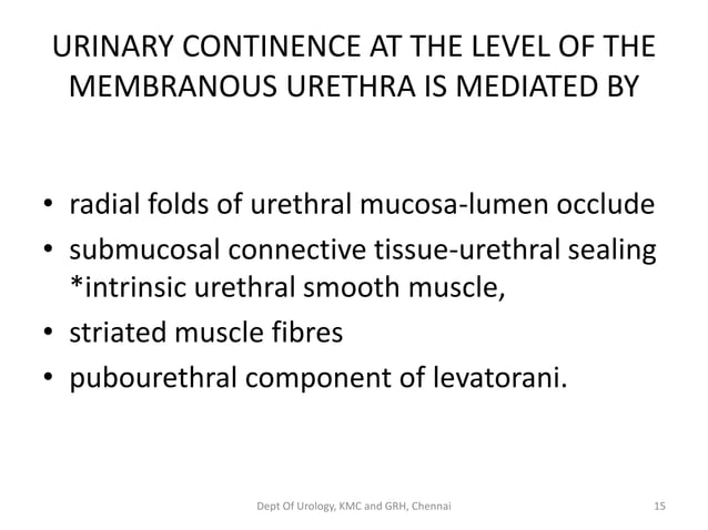 Urethra anatomy 2 | PDF | Sexual Health | Diseases and Conditions