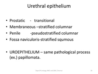 Urethra anatomy 2 | PDF