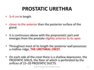 Urethra anatomy 2 | PDF