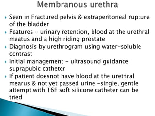 Urethra-WPS Office.pptx