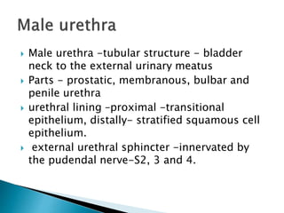 Urethra-WPS Office.pptx