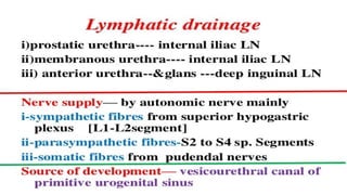 The anatomy of the urethra..........pptx