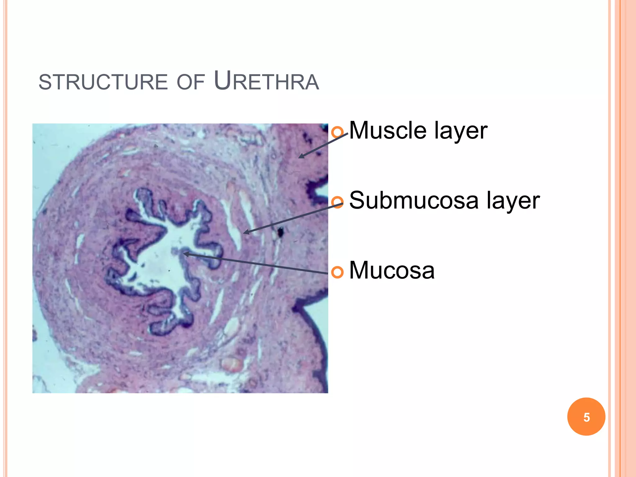 Urethra and male genital system | PPTX