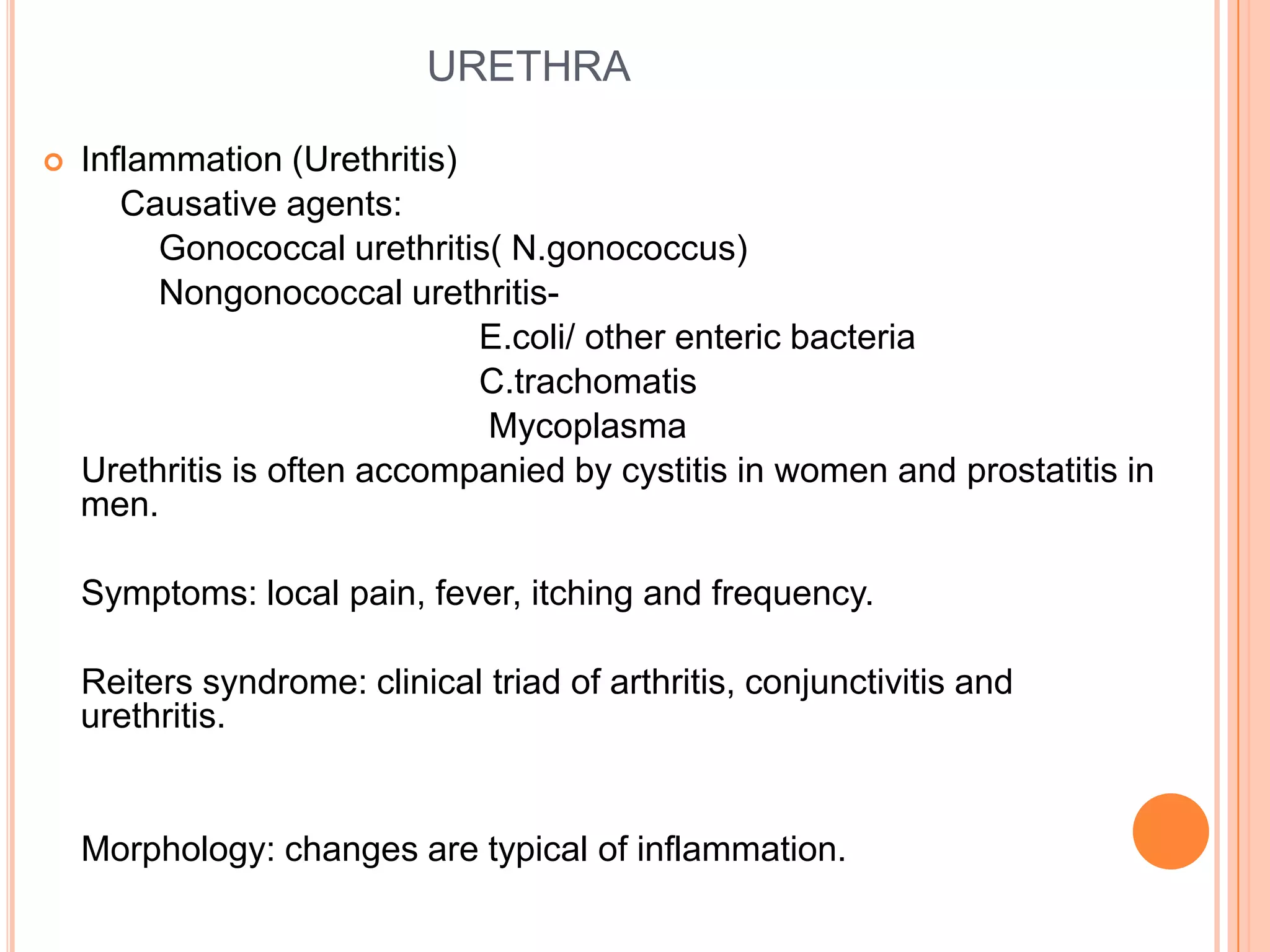 Urethra and male genital system | PPTX