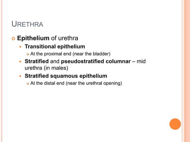 Urethra and male genital system | PPT
