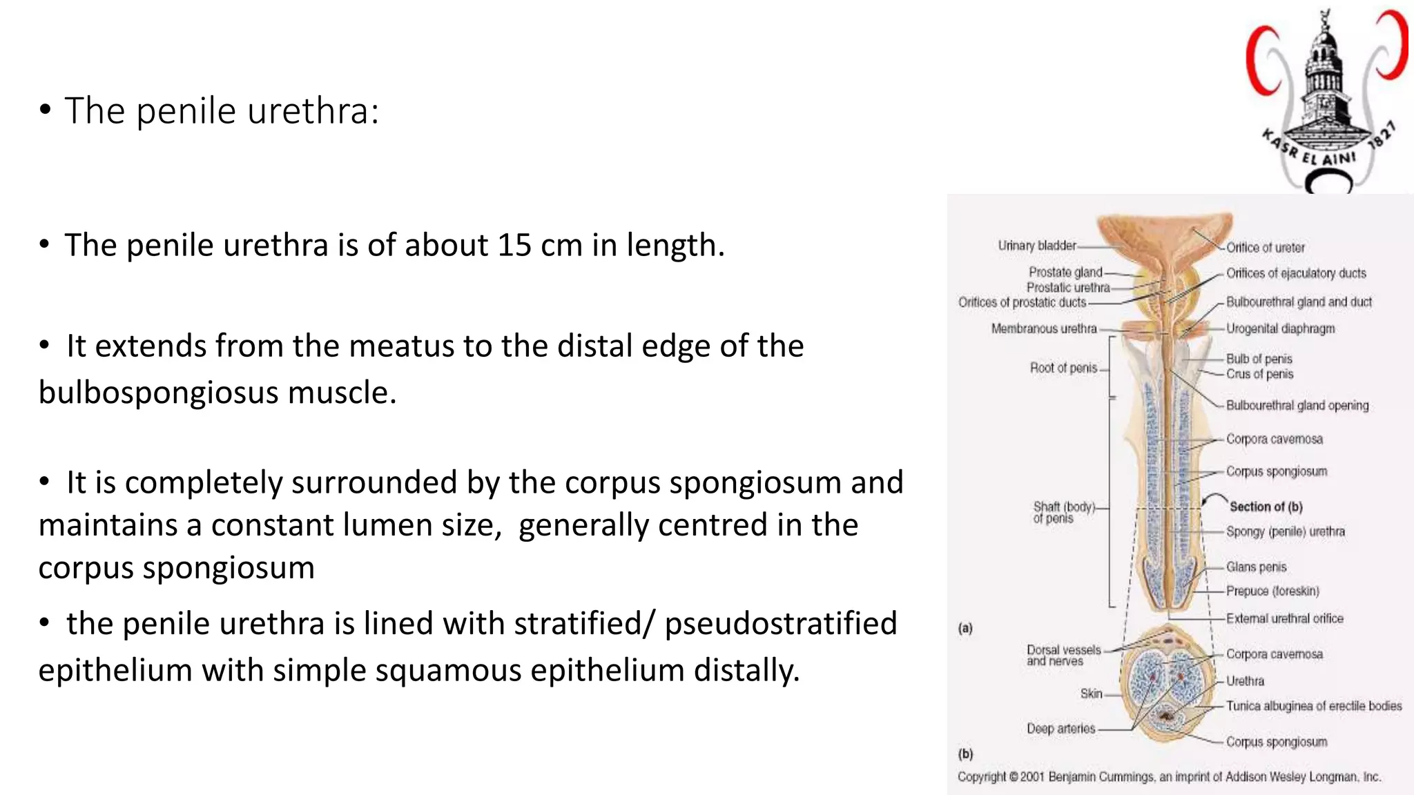 Urethral anatomy | PPTX