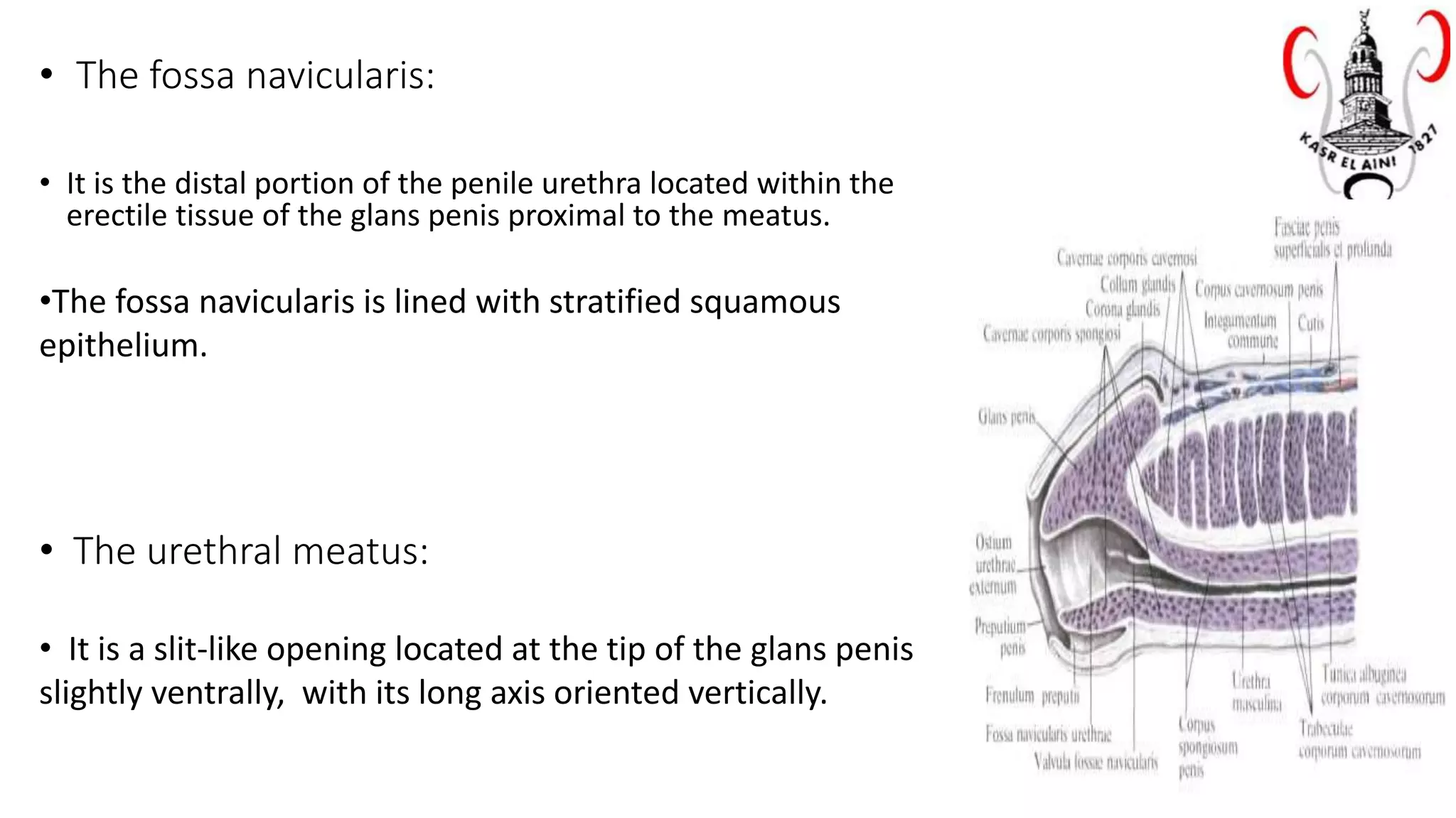 Urethral anatomy | PPTX