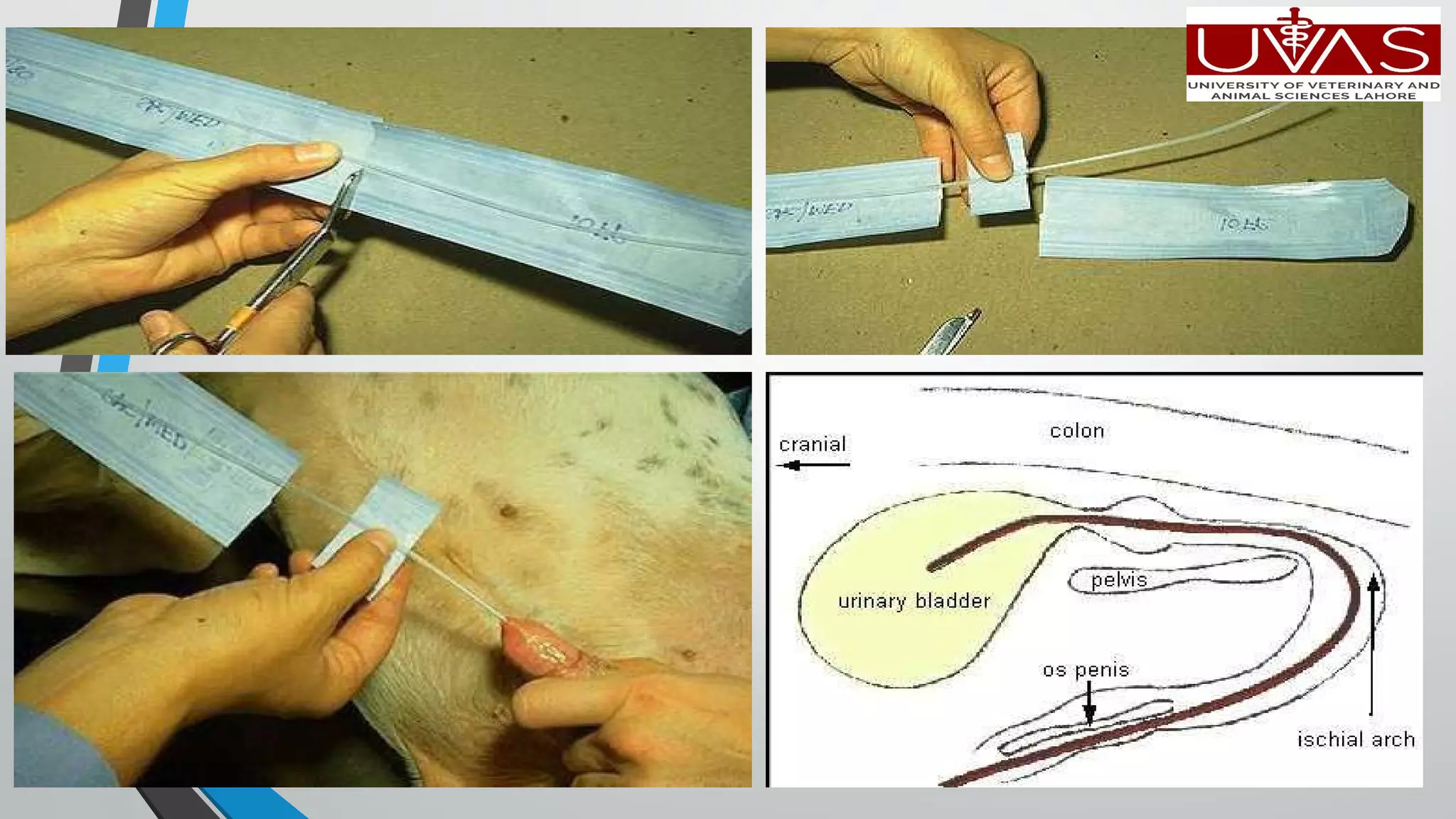 Urethral catheterization in animals | PDF