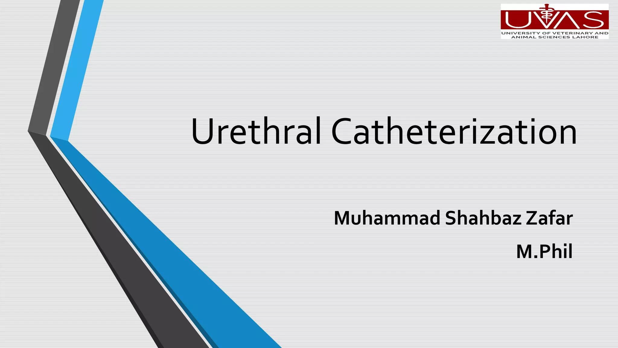 Urethral catheterization in animals | PDF
