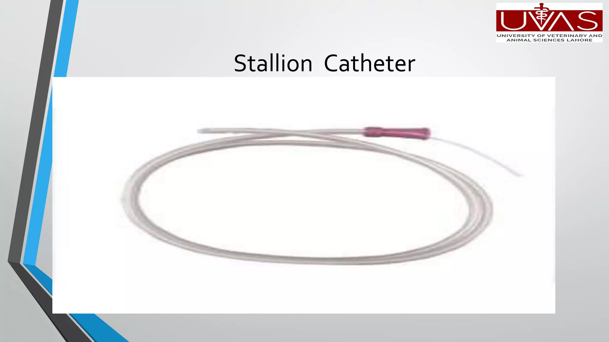 Urethral catheterization in animals | PDF