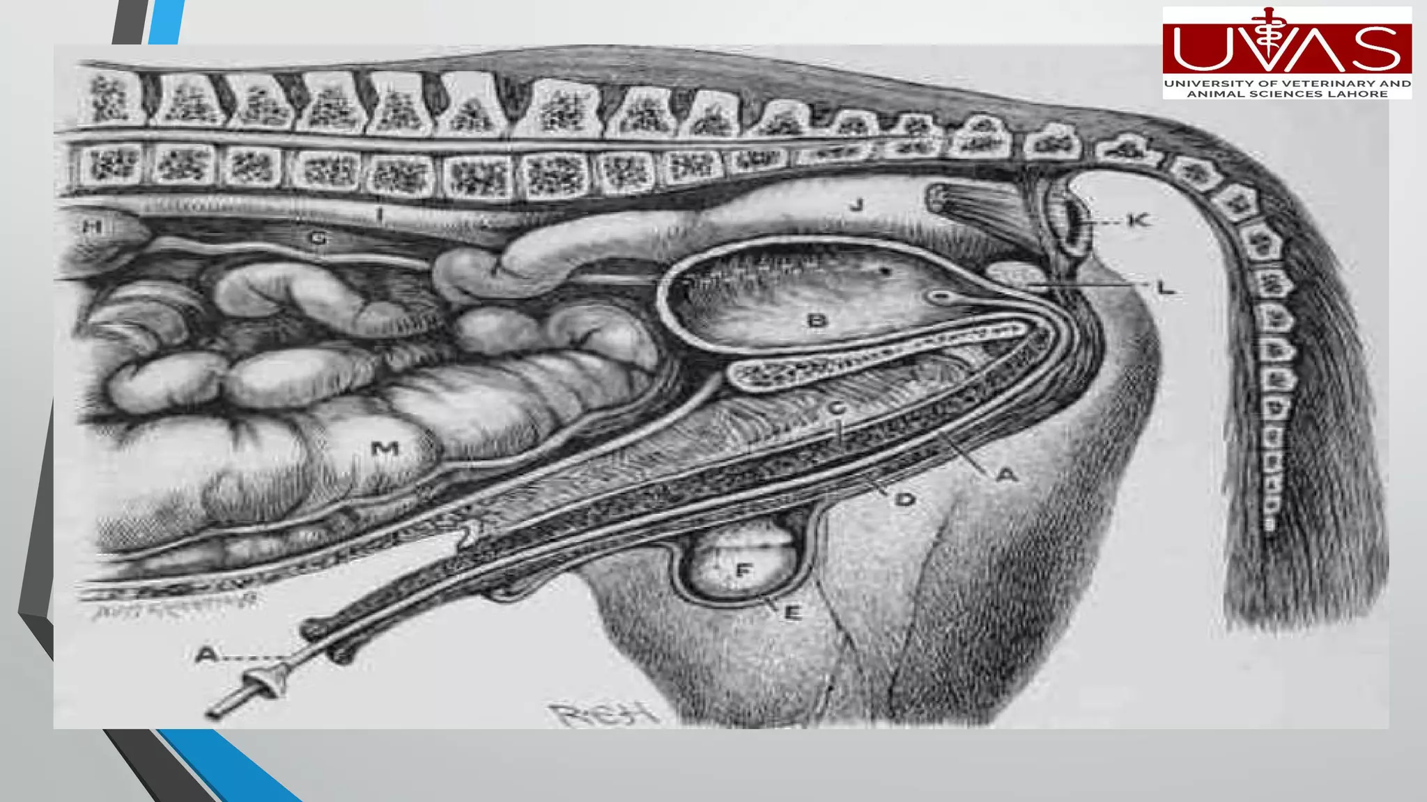 Urethral catheterization in animals | PDF