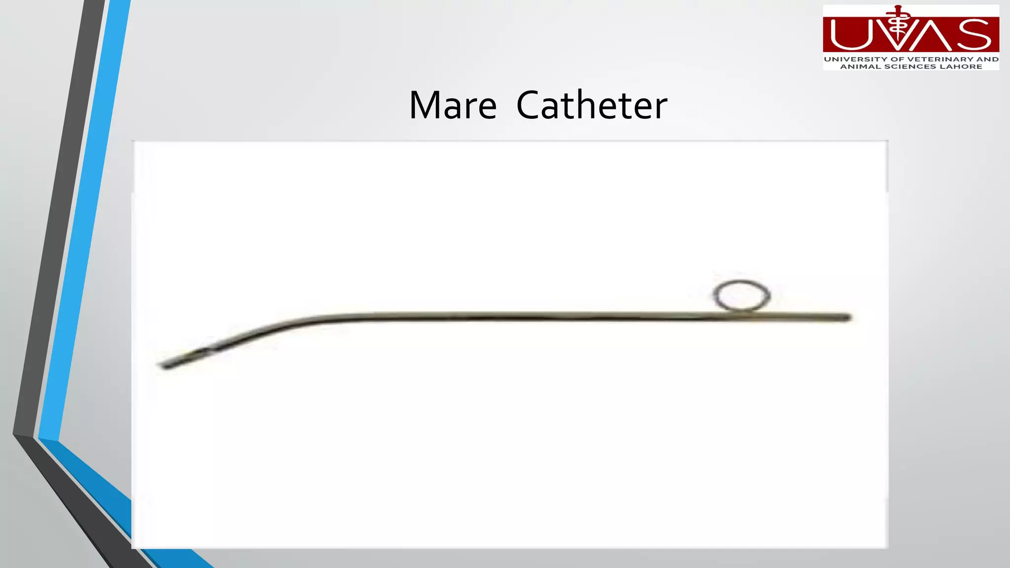 Urethral catheterization in animals | PDF