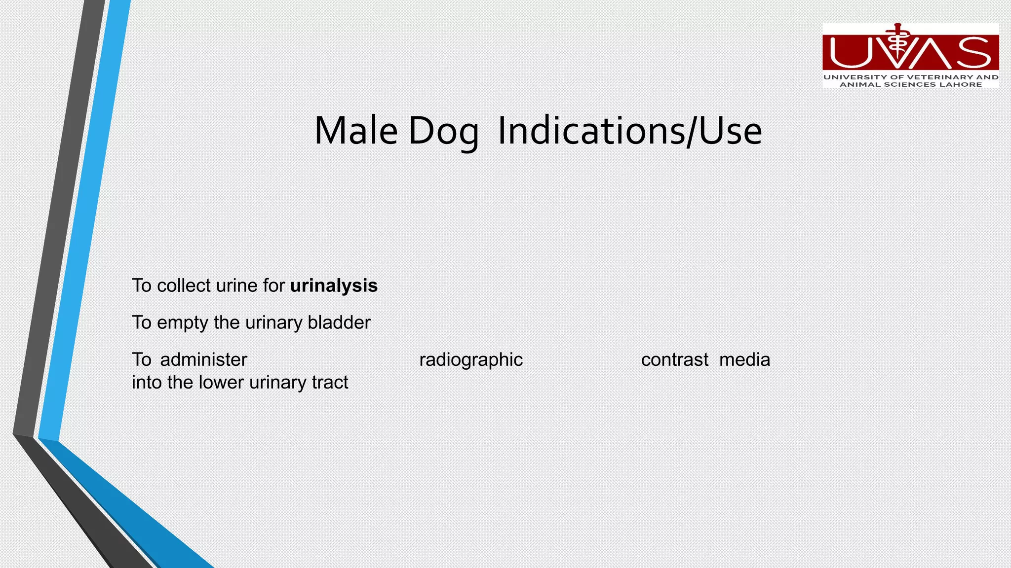 Urethral catheterization in animals | PDF