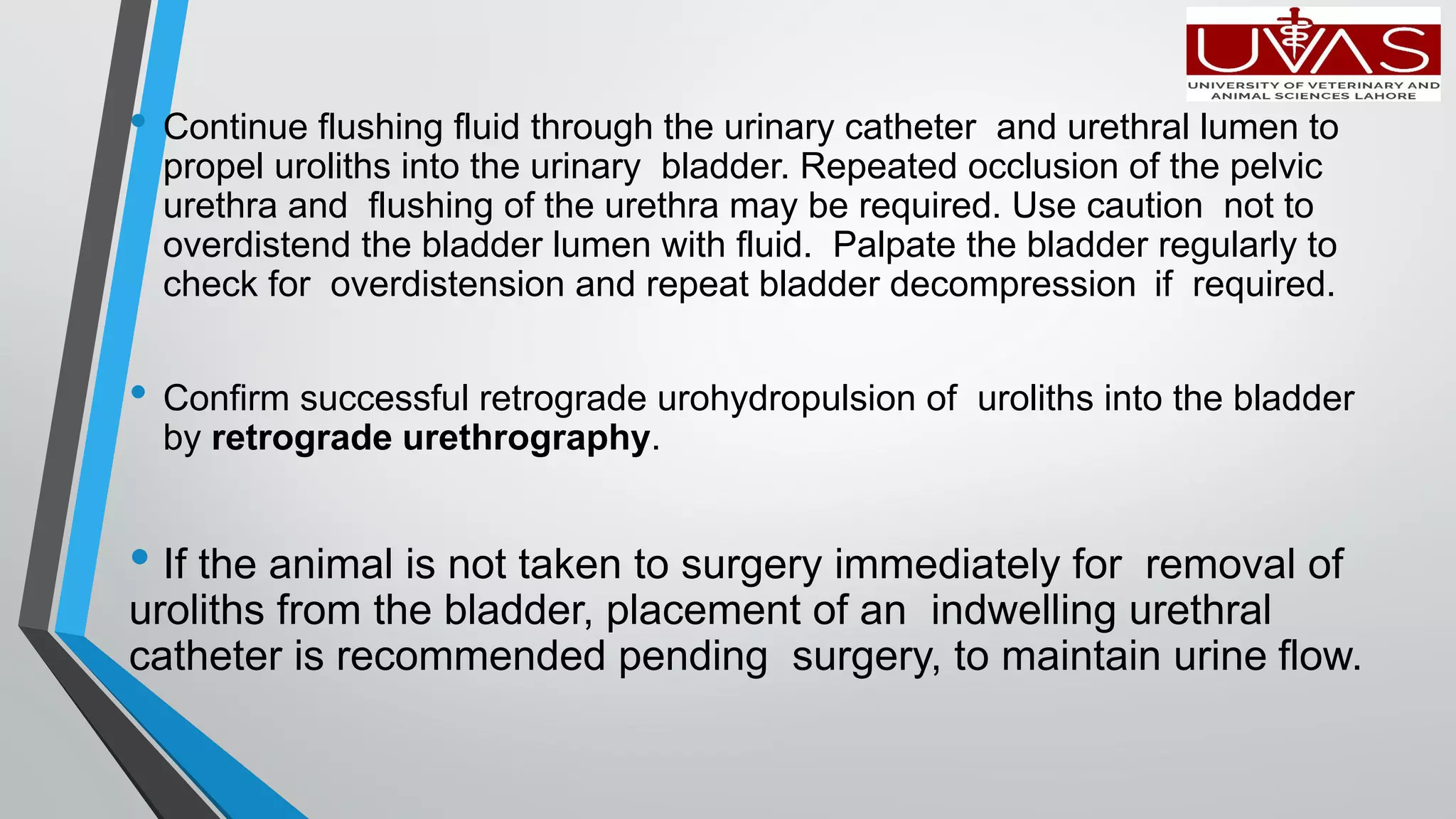 Urethral catheterization in animals | PDF