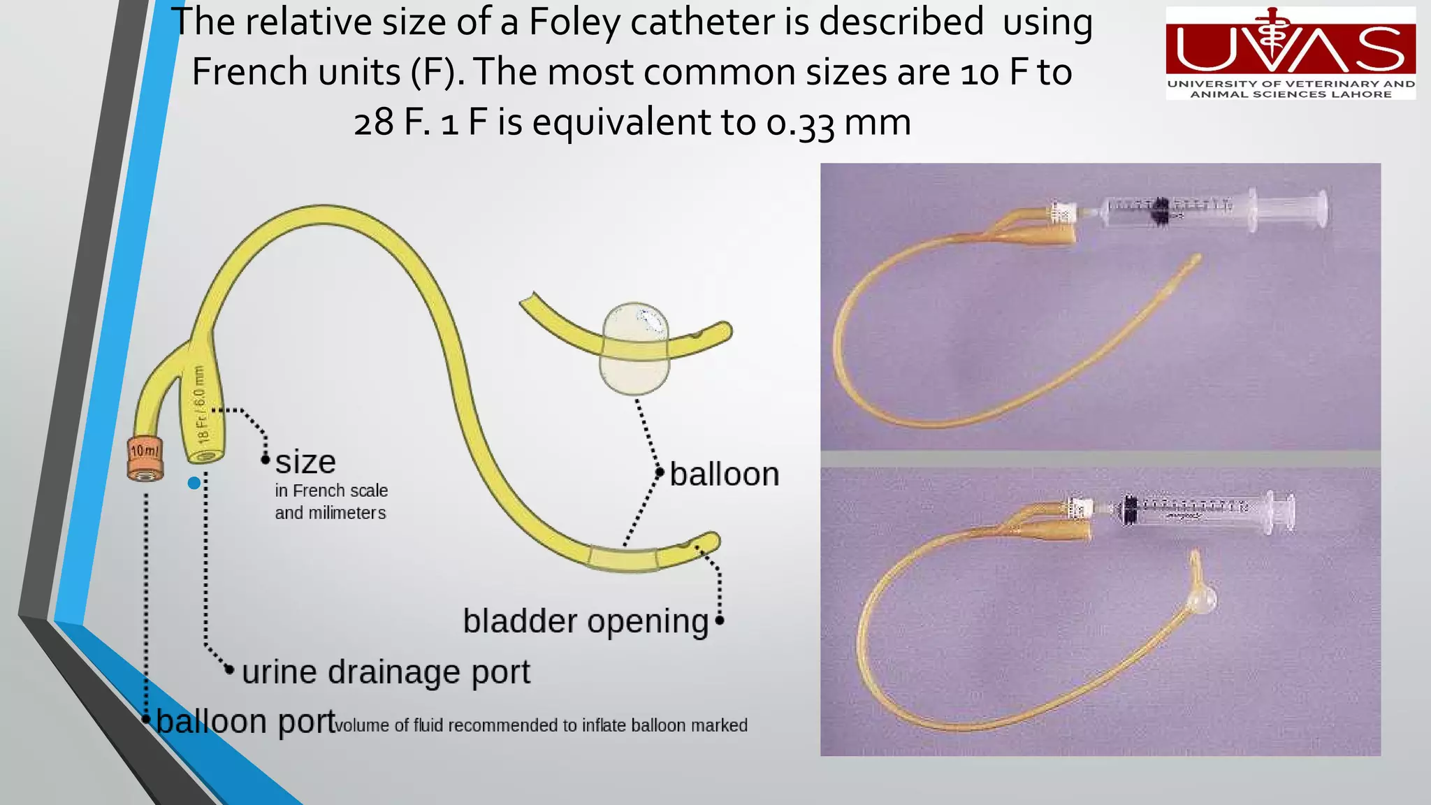 Urethral catheterization in animals | PDF