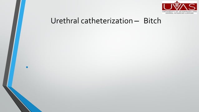 Urethral catheterization in animals | PDF