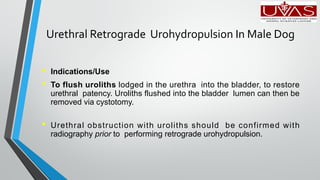 Urethral catheterization in animals | PDF