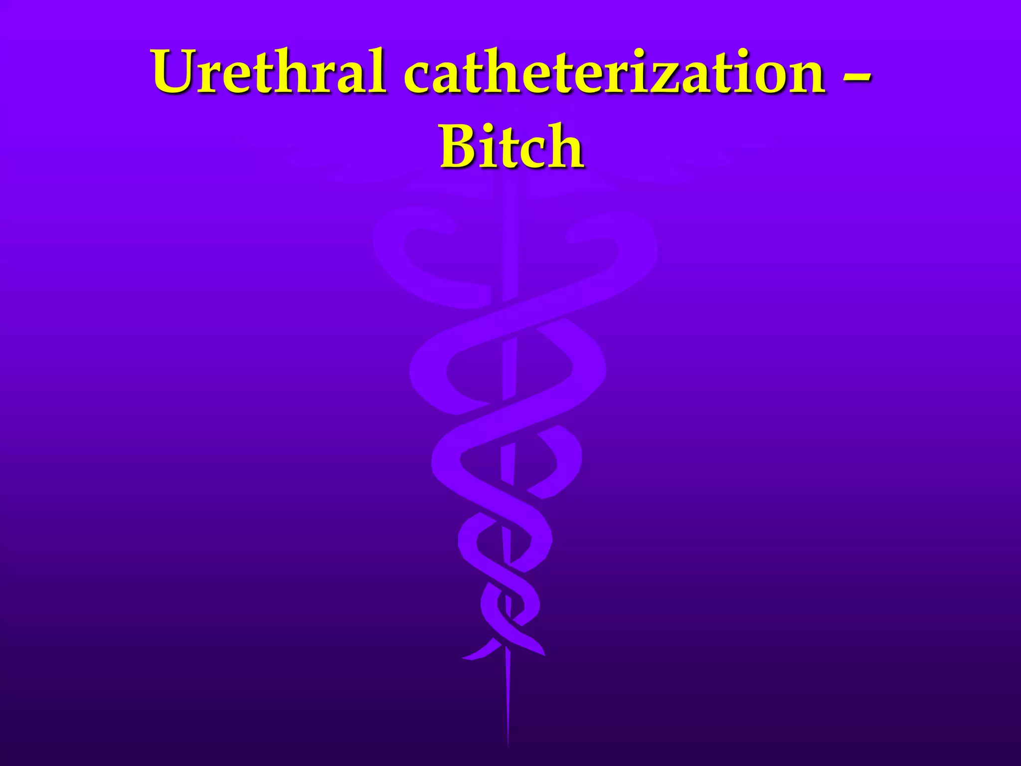 Urethral catheterization – male dog | PPTX