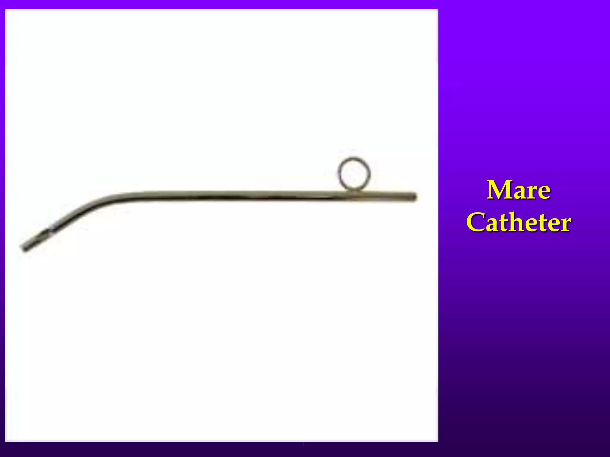Urethral catheterization – male dog | PPTX