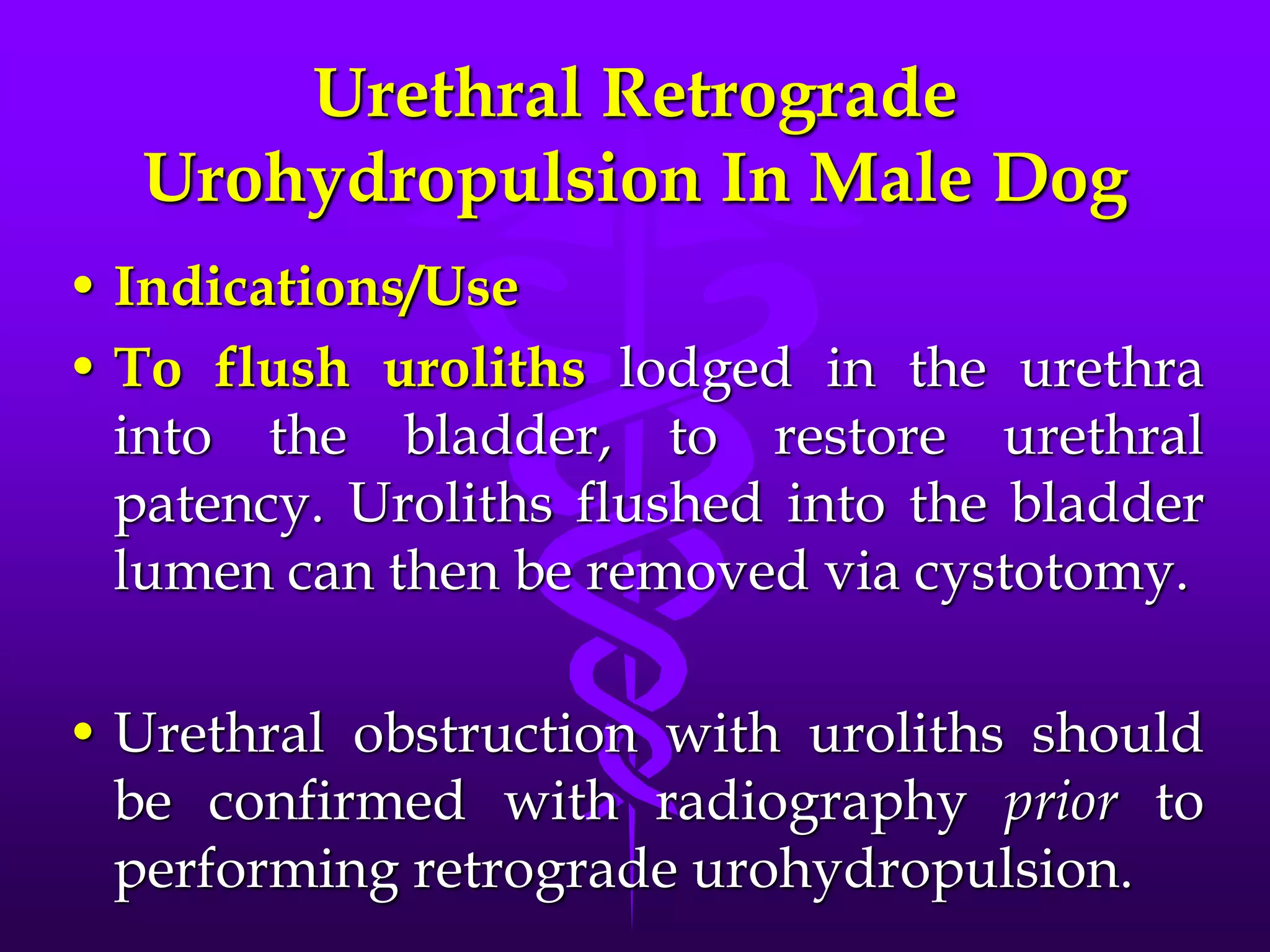 Urethral catheterization – male dog | PPTX