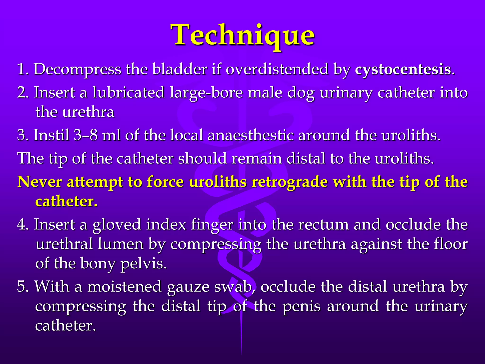 Urethral catheterization – male dog | PPTX