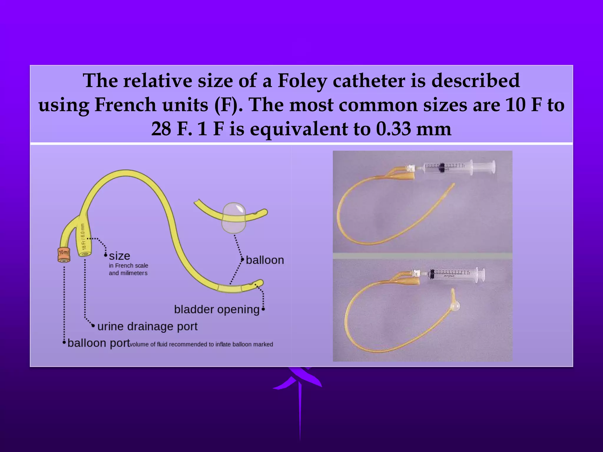 Urethral catheterization – male dog | PPTX