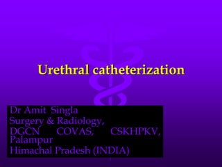 Urethral catheterization – male dog | PPTX