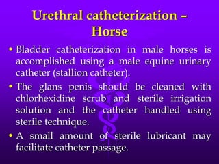 Urethral catheterization – male dog | PPTX