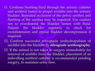 Urethral catheterization – male dog | PPTX