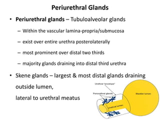 Urethral diverticulum | PPTX