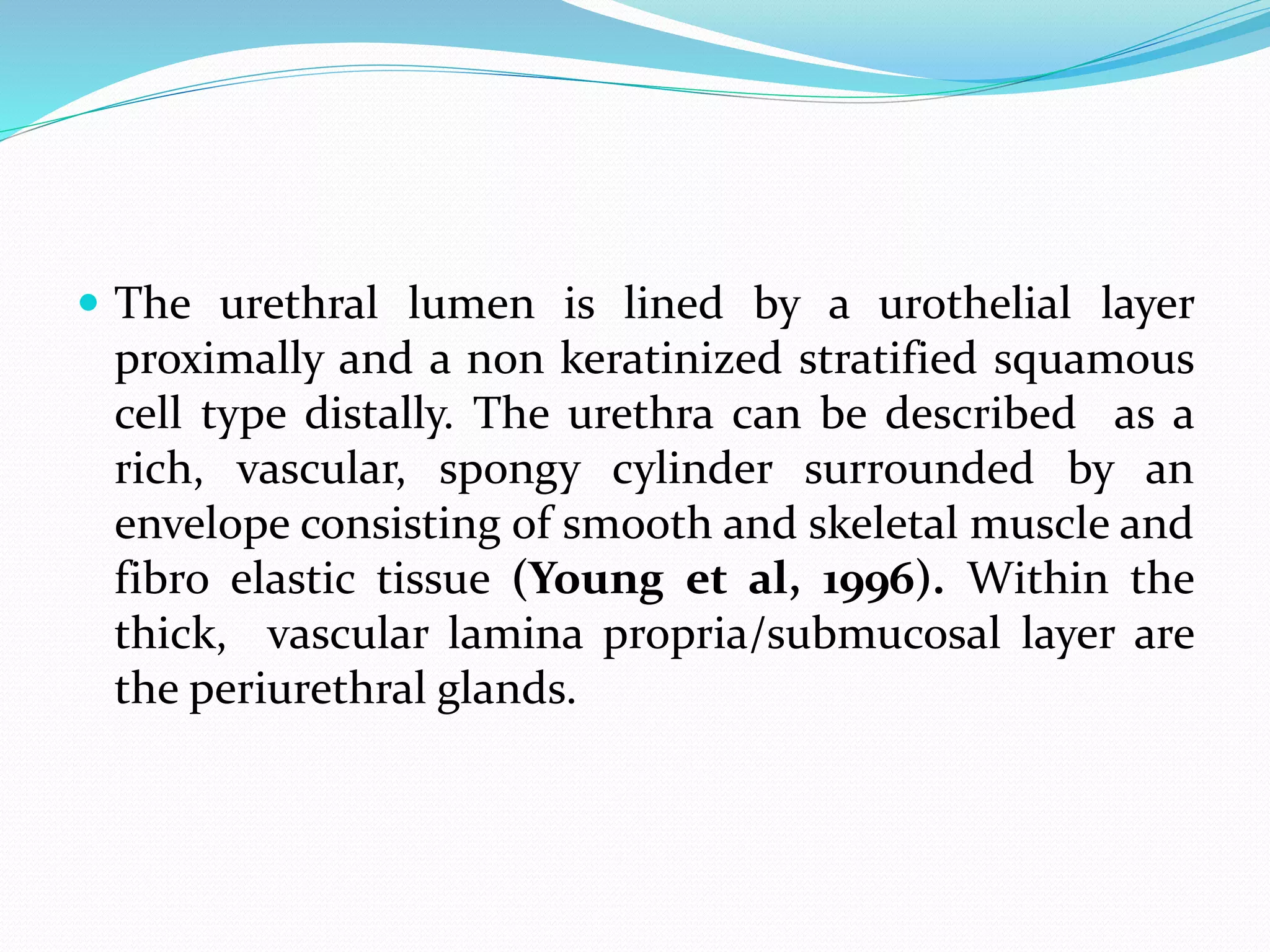 urethral mass DD.pptx