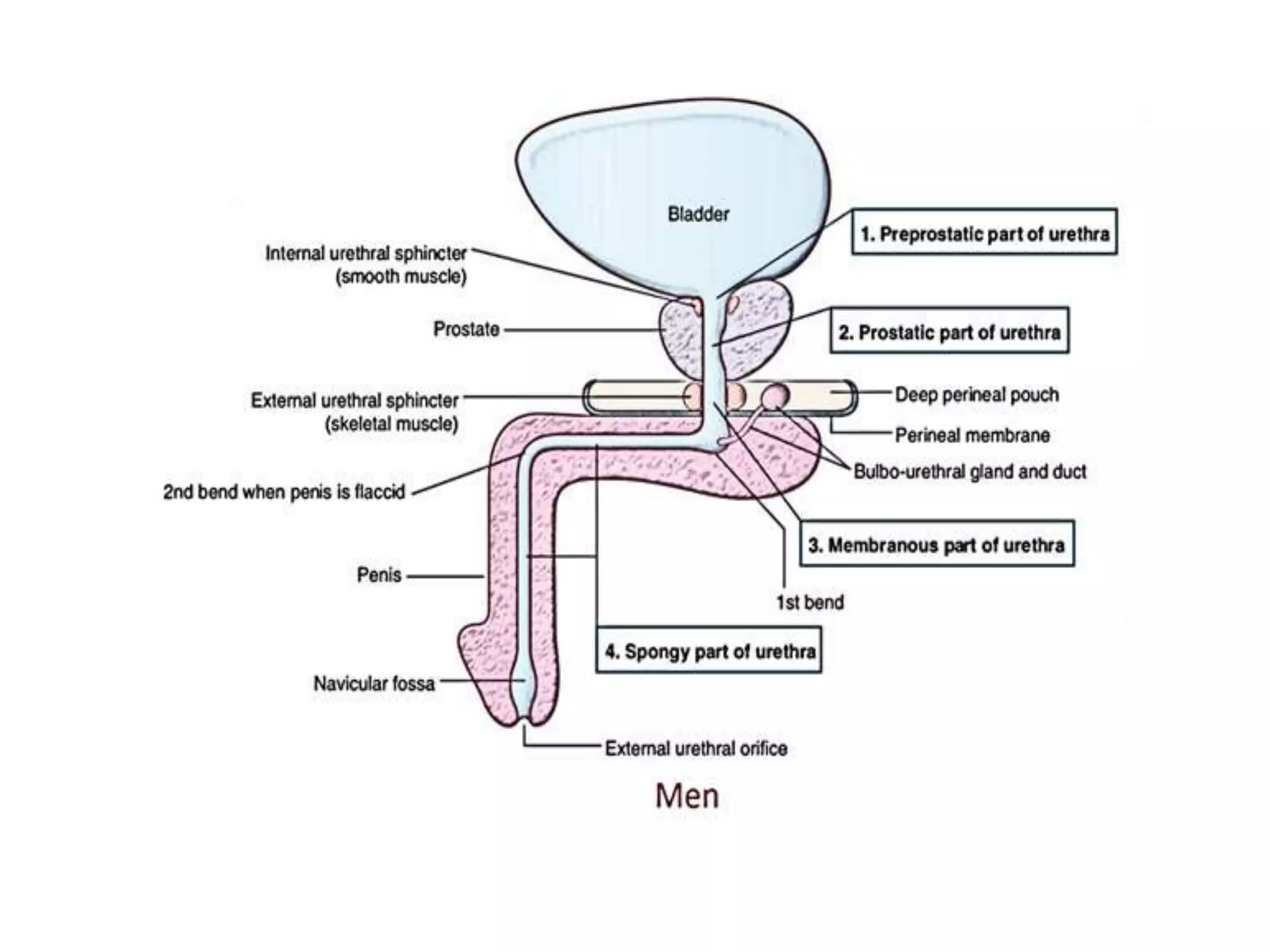 URETHRAL STRICTURE MAIN.pptx