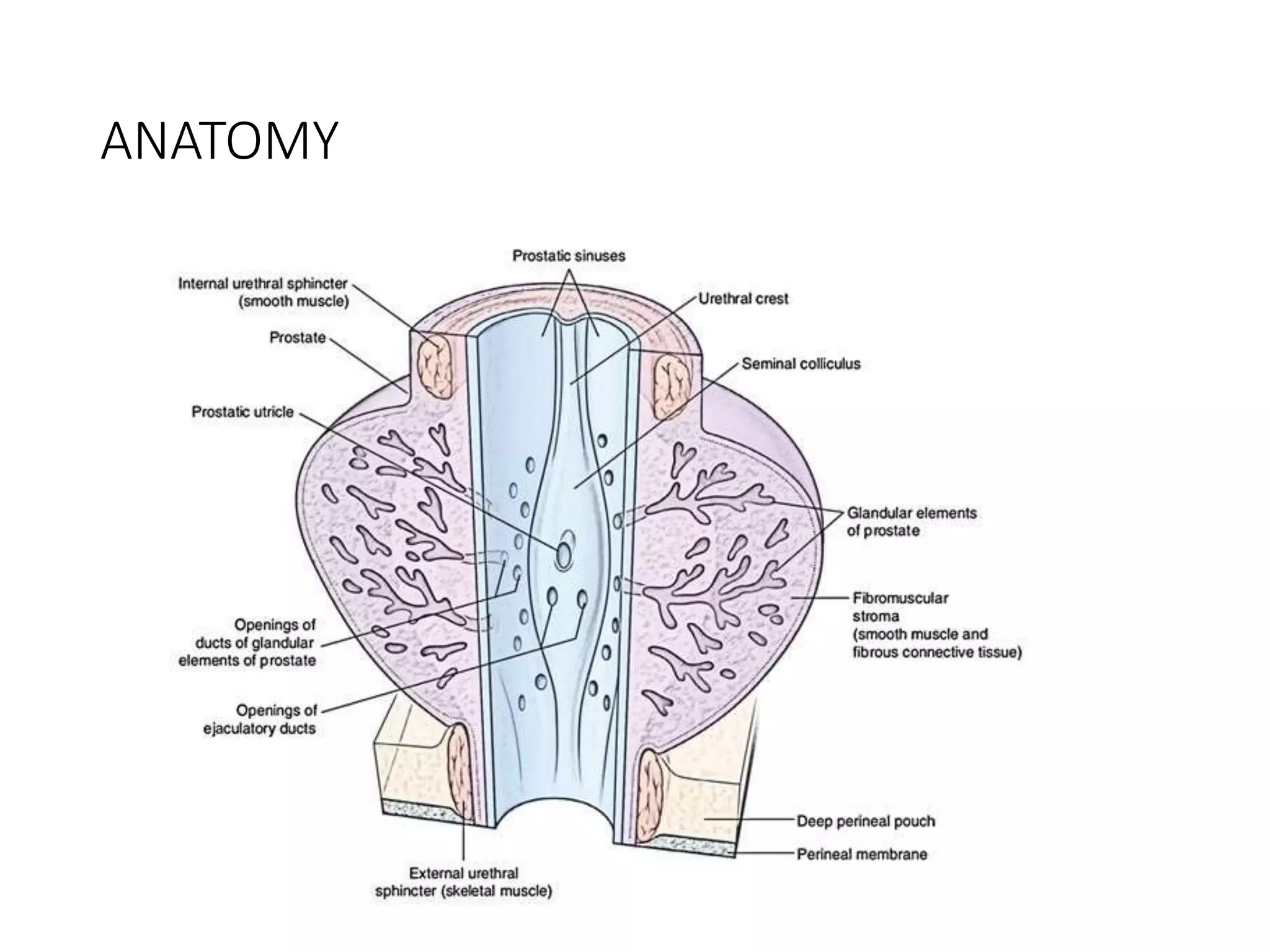 URETHRAL STRICTURE MAIN.pptx