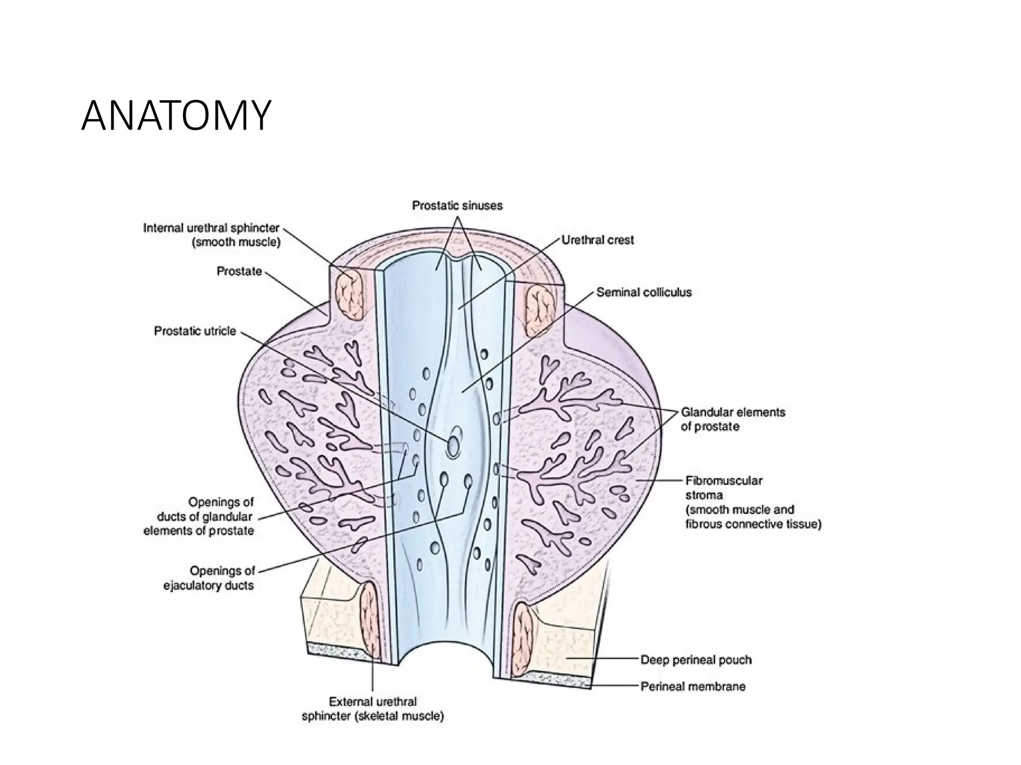 URETHRAL STRICTURE MAIN.pptxAbnormal narrowing of a segment of the ...