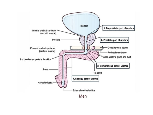 URETHRAL STRICTURE MAIN.pptxAbnormal narrowing of a segment of the ...