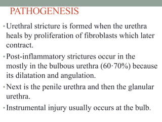 Pathology of Urethral strictures | PPTX