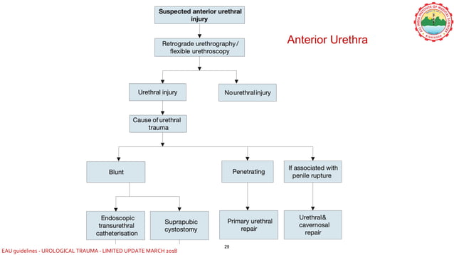 Approach to the patient with Urethral Trauma | PPTX | First Aid | Injuries