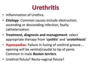 Urethritis | PDF
